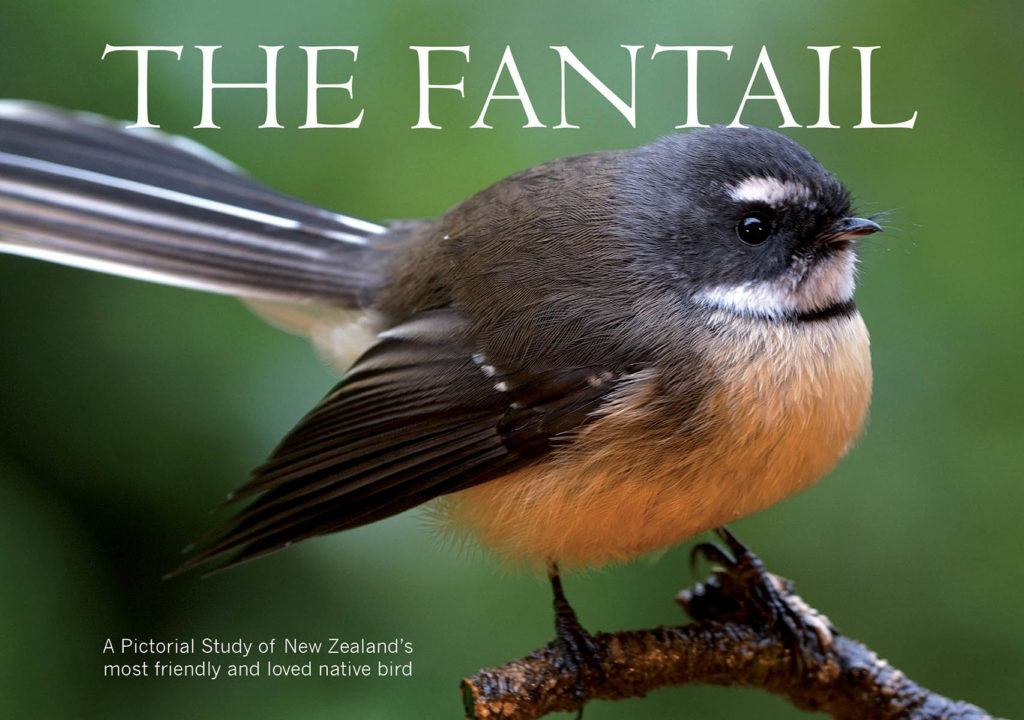 The Fantail (Small Version) - The CopyPress